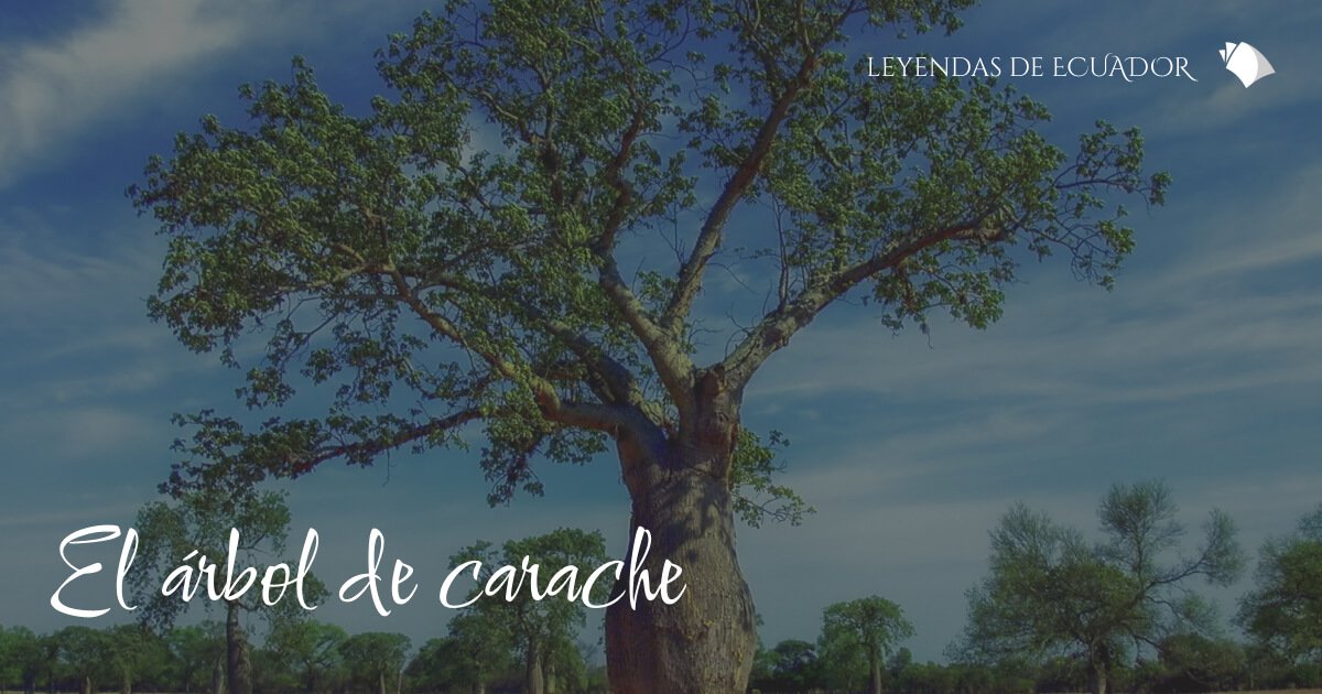 El árbol de carache | Leyenda de Carchi - Ecuador